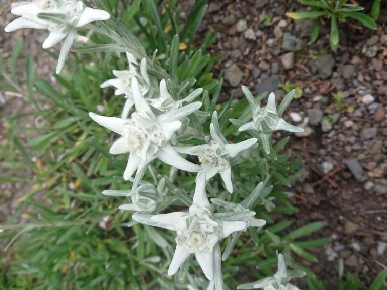 Alpen-paradies Edelweiss Urnäsch - Appenzell