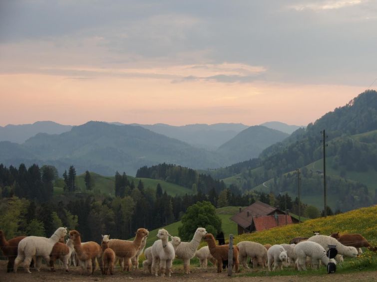 Alpakahof Ferien - Gossau