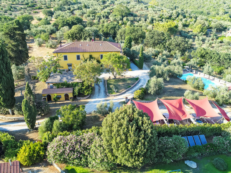 Viola - San Vincenzo