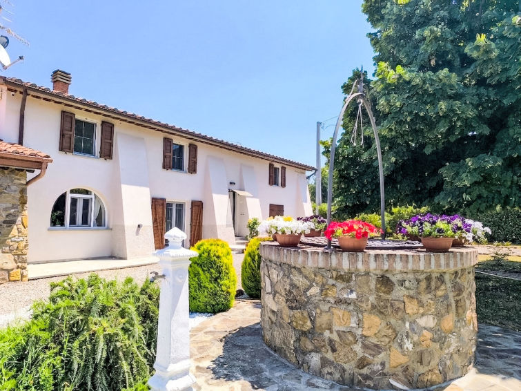 Olivo - Massa Marittima