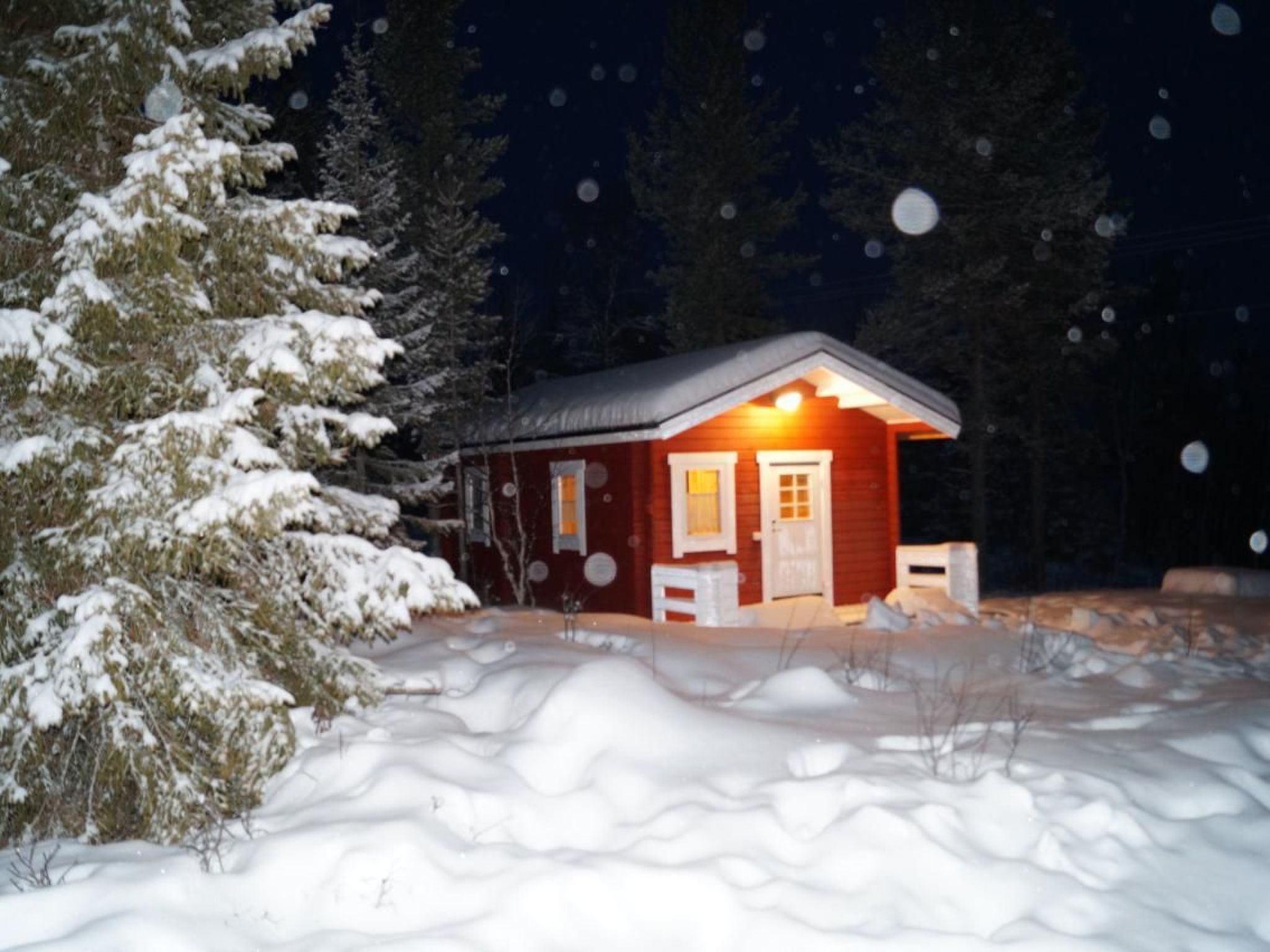 Lynx - Norrbottens län